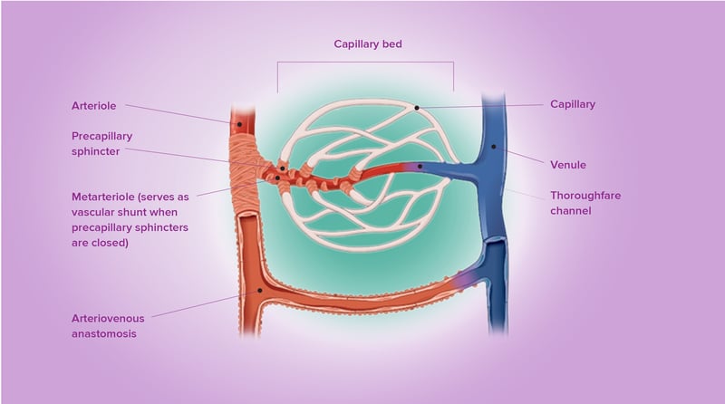 Blood Vessels - Bio Lexicon